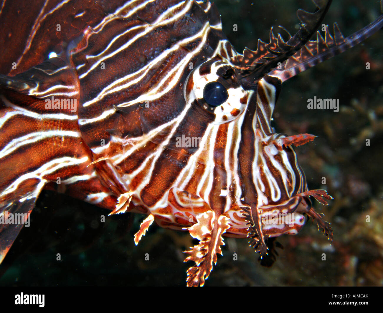 Common Lionfish, Pterois volitans Stock Photo - Alamy
