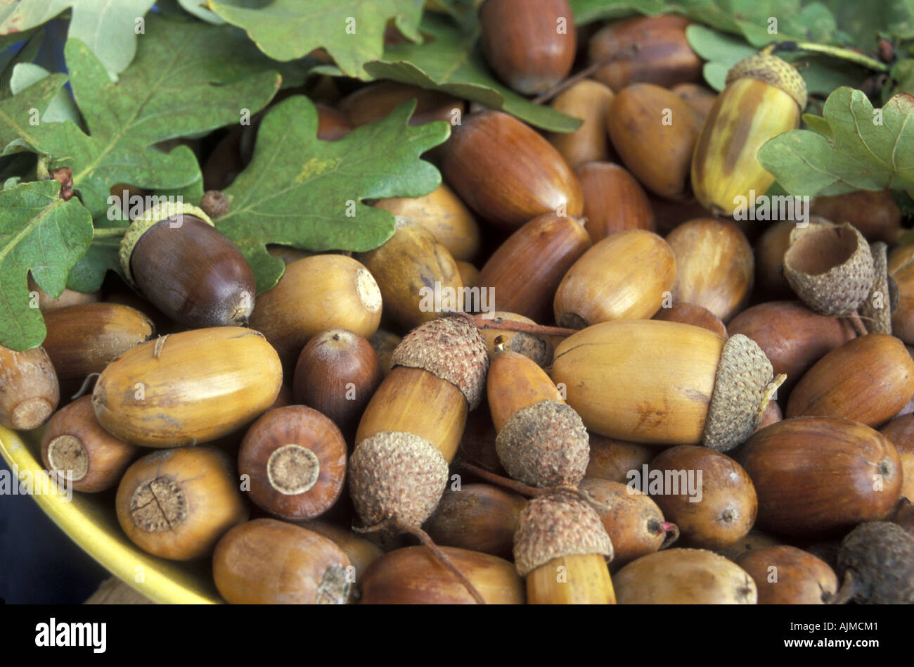A yellow china bowl filled with Acorns Quercus Robur Stock Photo - Alamy