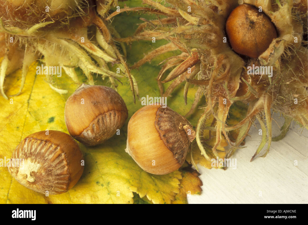 Turkish hazel corylus colurna hi-res stock photography and images - Alamy