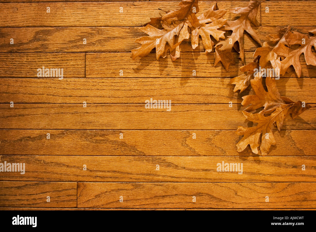 Rex wood hi-res stock photography and images - Alamy