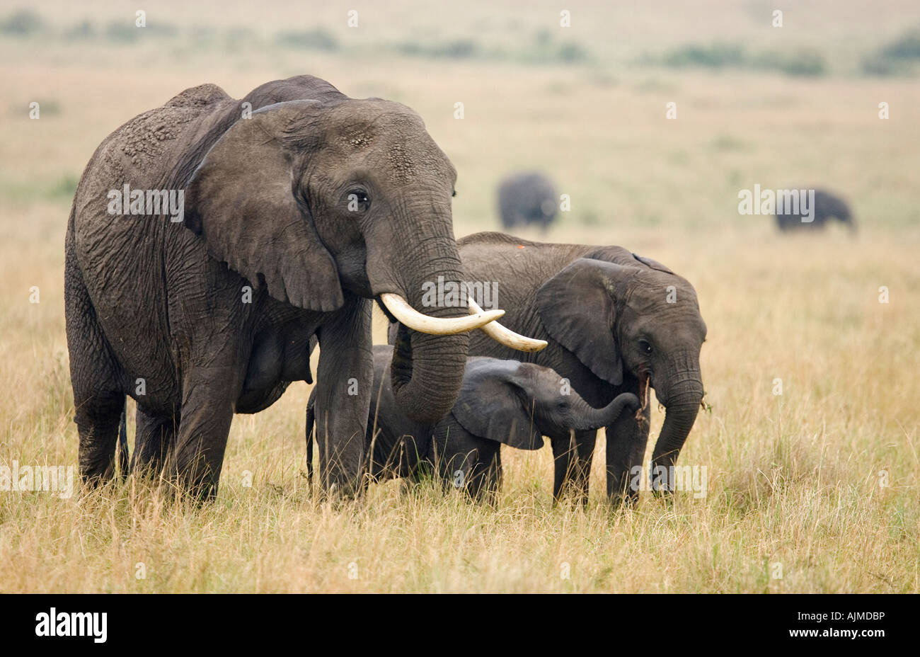 Elephant family, Masai Mara, Kenya Stock Photo - Alamy