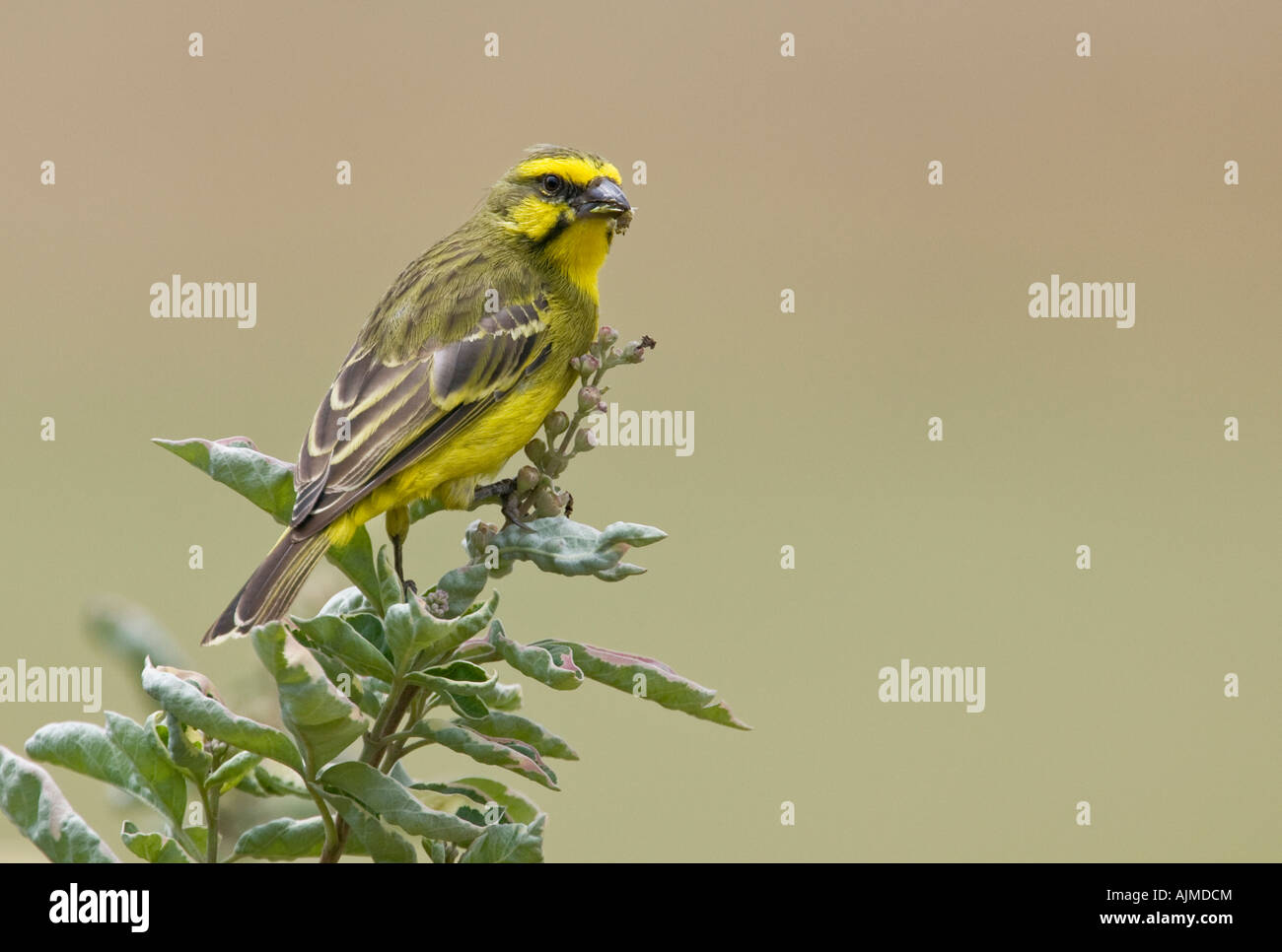 Yellow fronted canaries hi-res stock photography and images - Alamy