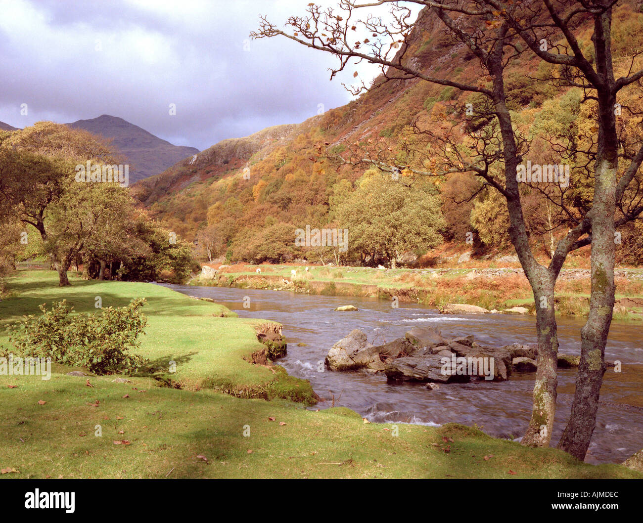Beddgelert and Yr Aran in autumn colours viewed from the River Glaslyn ...