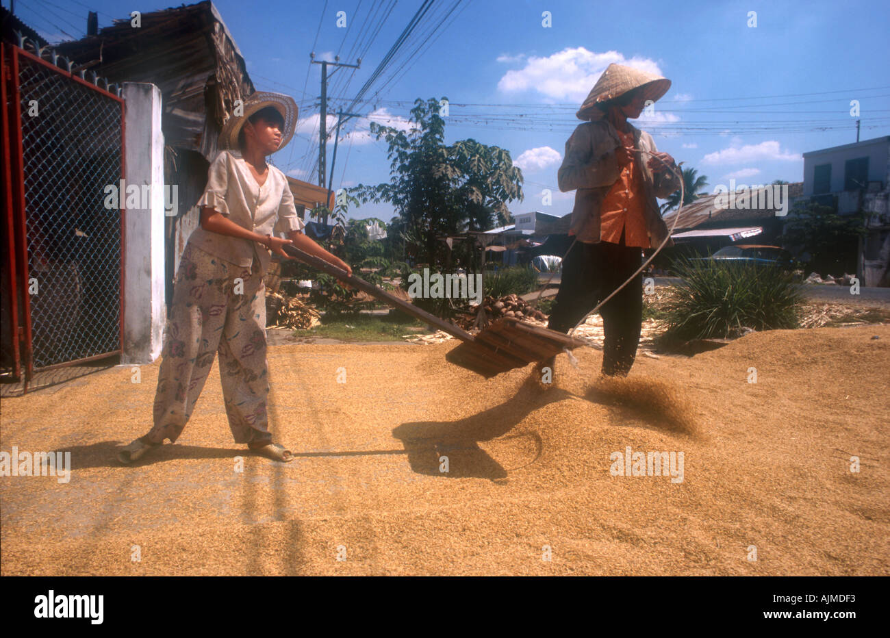 RICE FARMING MEKONG DELTA VIETNAM PH DAN WHITE Stock Photo - Alamy