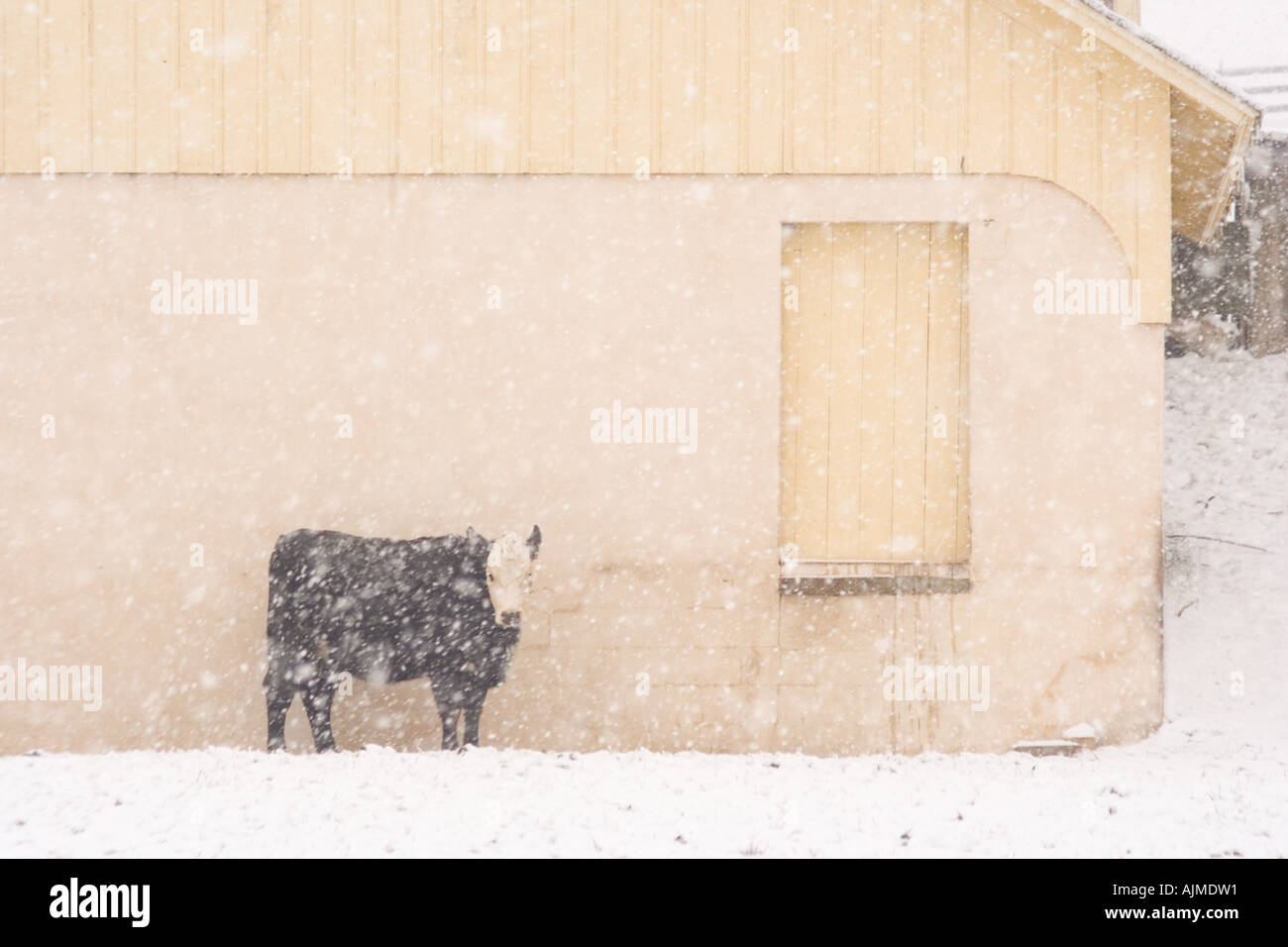 Cow next to barn in snowy weather Stock Photo - Alamy