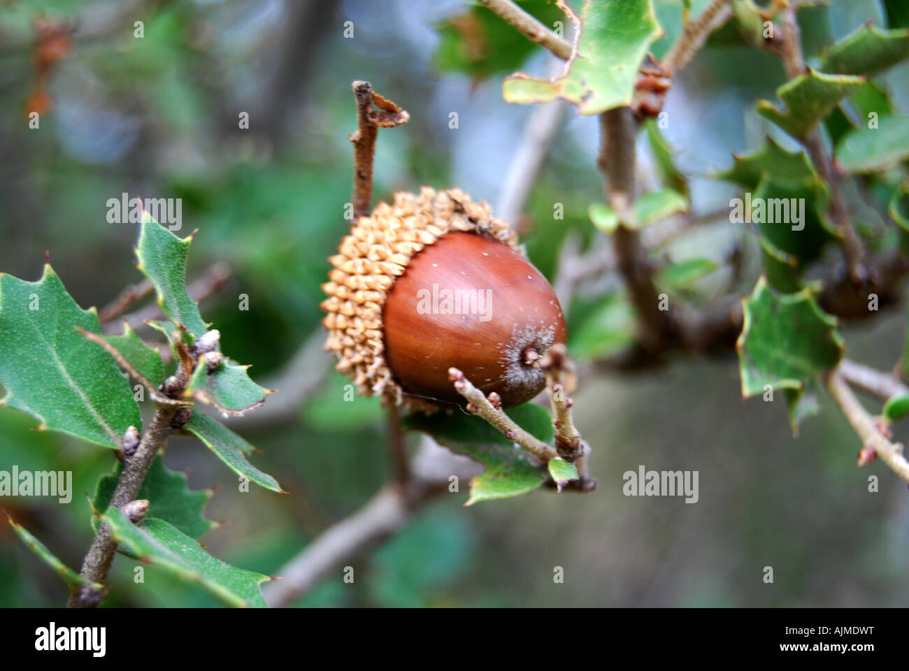Acorn island hi-res stock photography and images - Alamy
