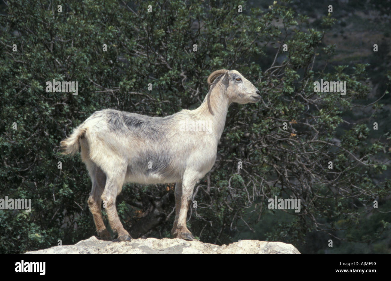 Standing goat hi-res stock photography and images - Alamy