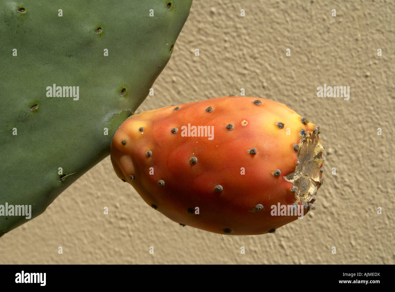 Prickly pear cactus fruit Stock Photo - Alamy