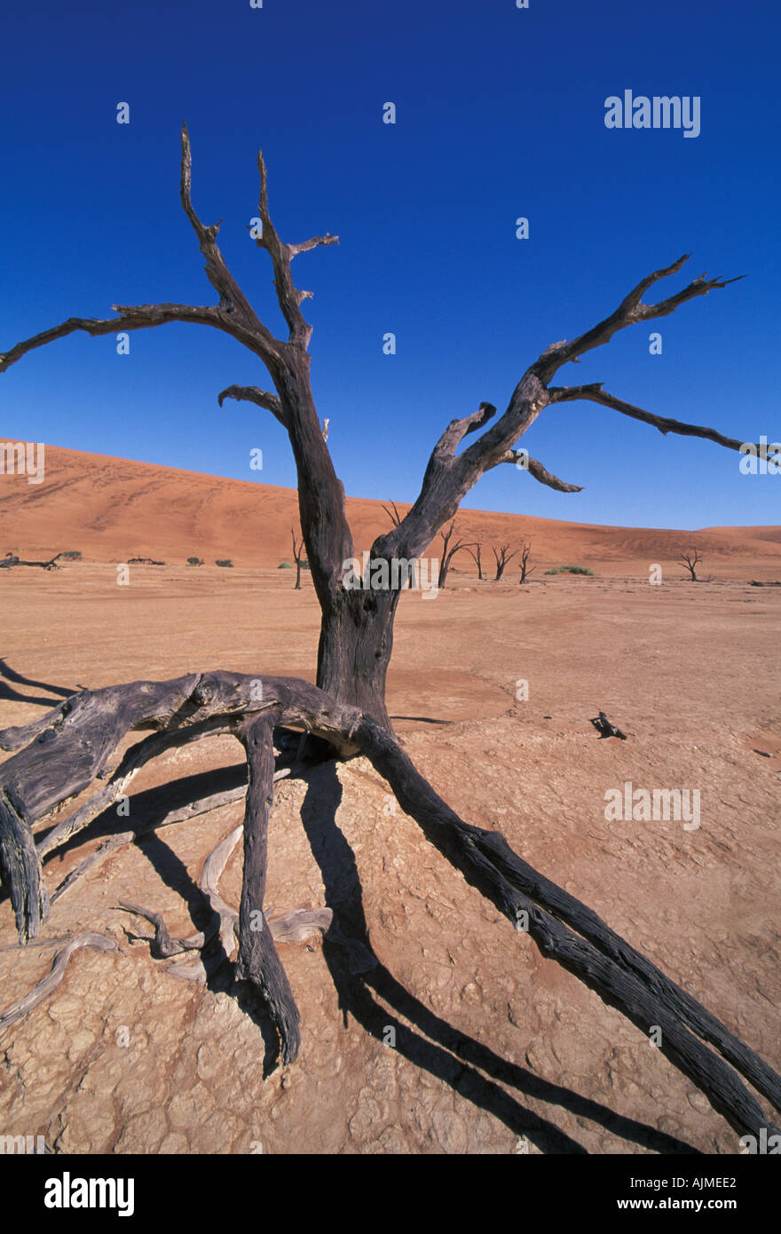 500 year old hi-res stock photography and images - Alamy