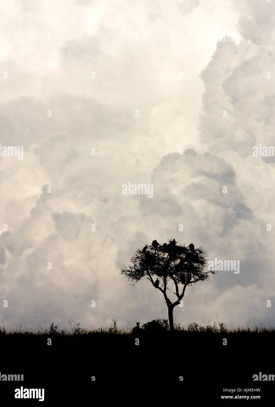 Billowing clouds and an acacia tree laden with vultures, Masai Mara ...