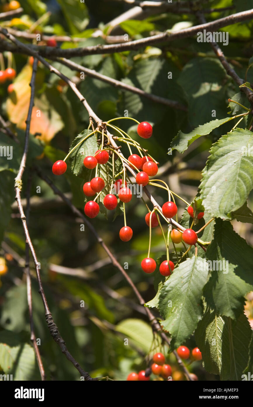 'wild cherry' tree hi-res stock photography and images - Alamy