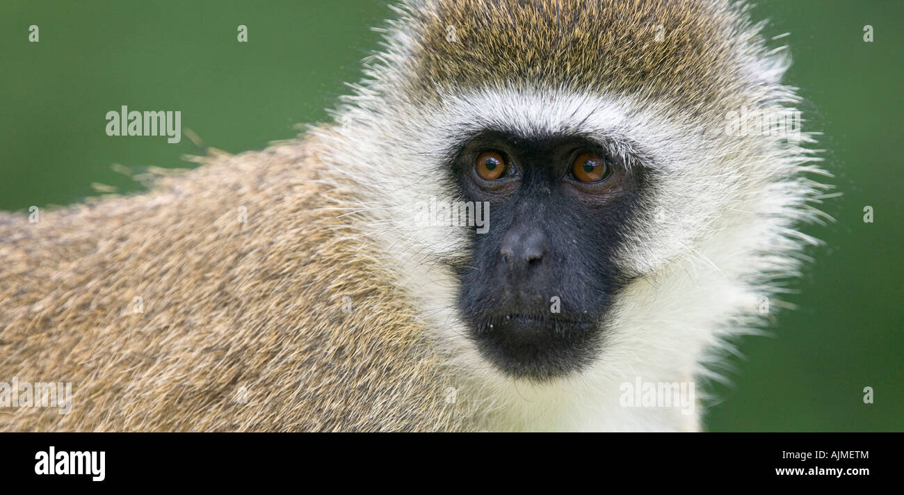 Vervet Monkey portrait, Lake Naivasha, Kenya Stock Photo - Alamy