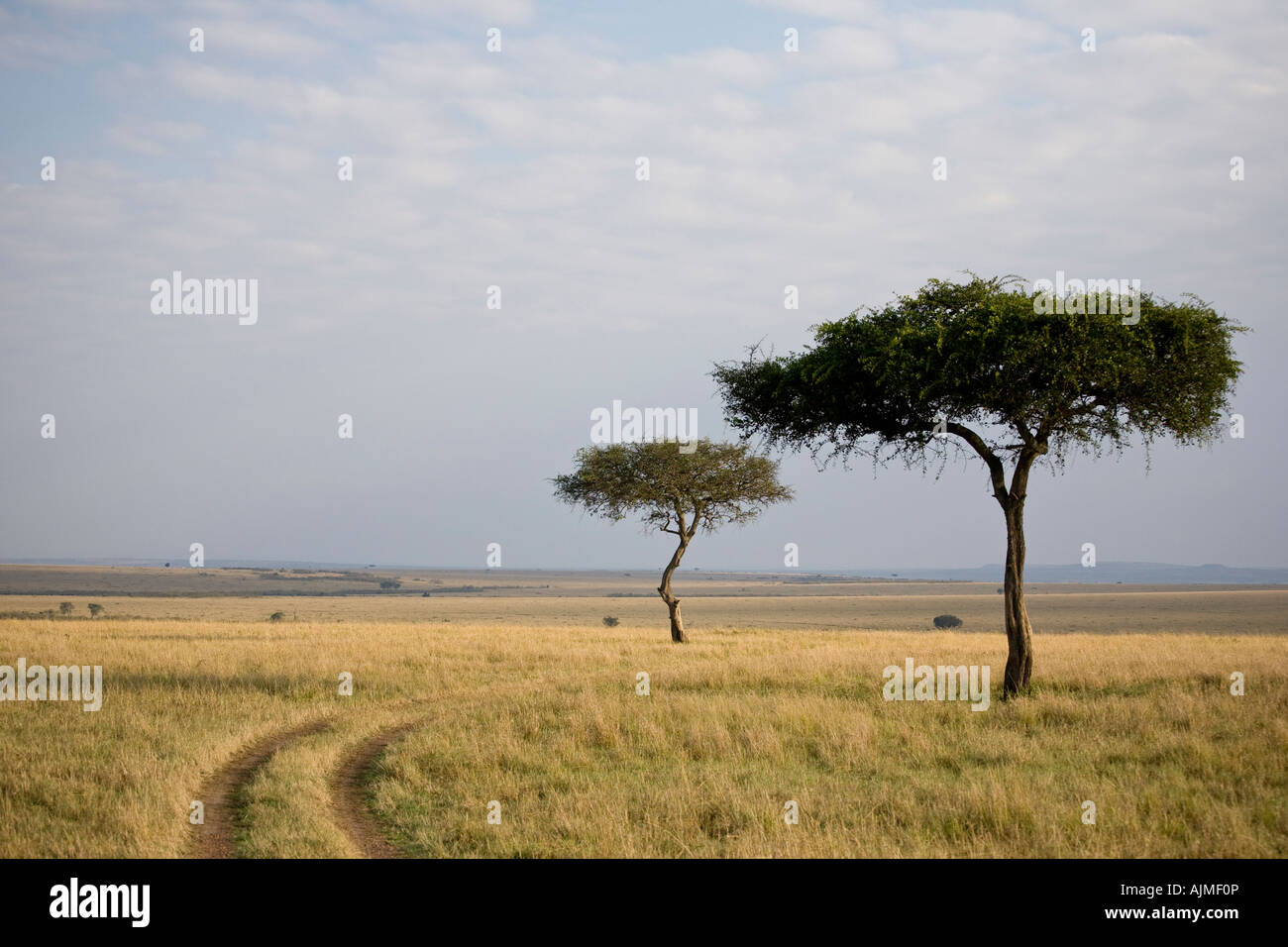 Acacia trees in maasai mara hi-res stock photography and images - Alamy