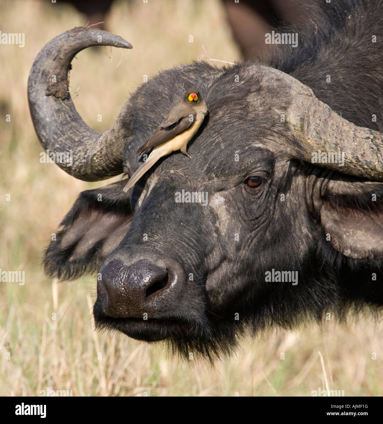Cape Buffalo and Yellow-billed Oxpecker, Masai Mara, Kenya Stock Photo ...