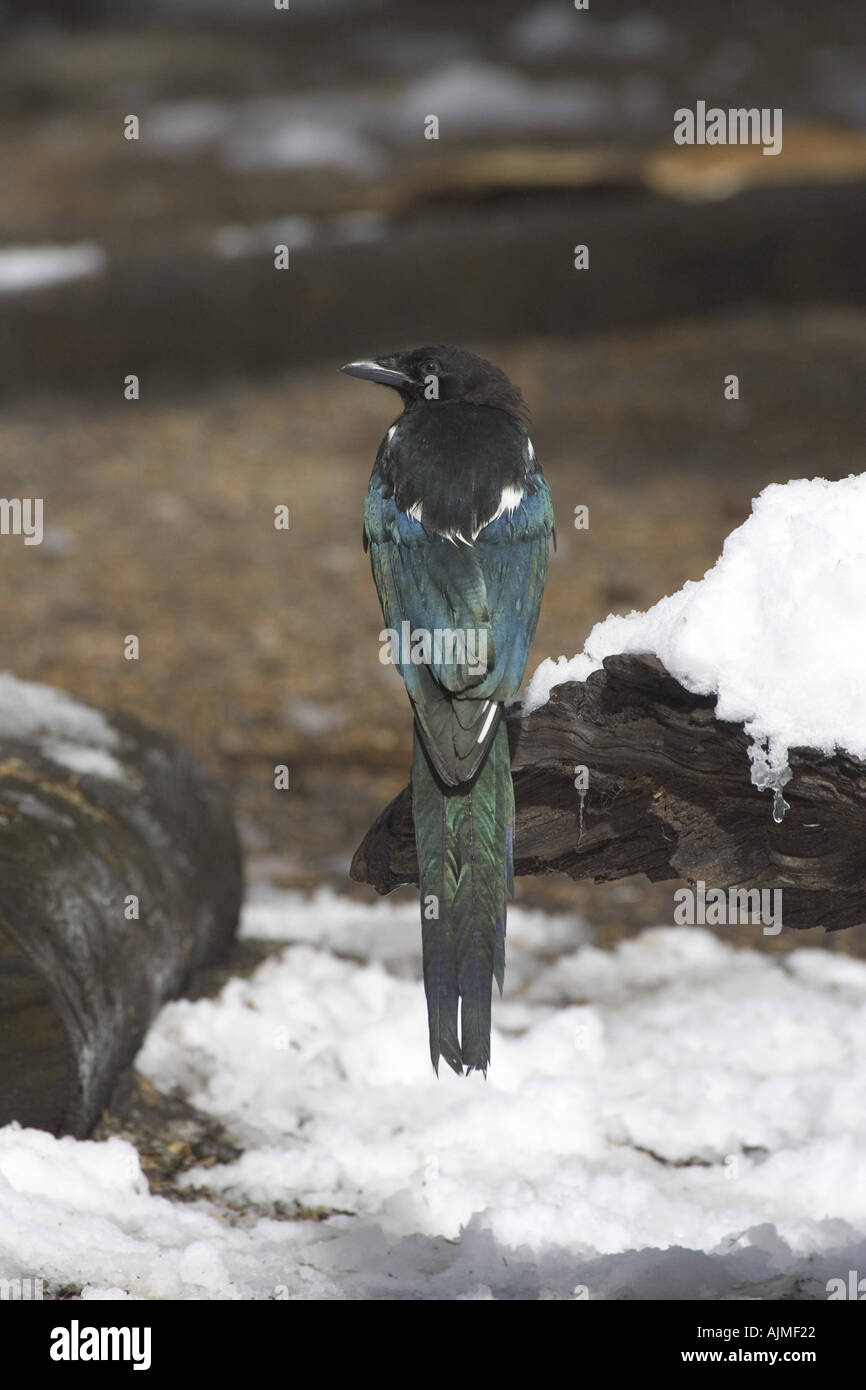 American Magpie Black billed Magpie Pica hudsonia with snow Rocky ...
