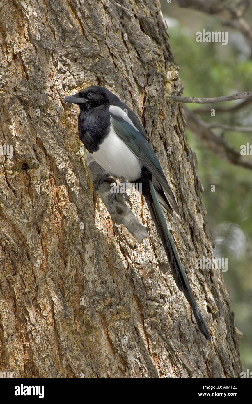 American Magpie Black billed Magpie Pica hudsonia Stock Photo - Alamy