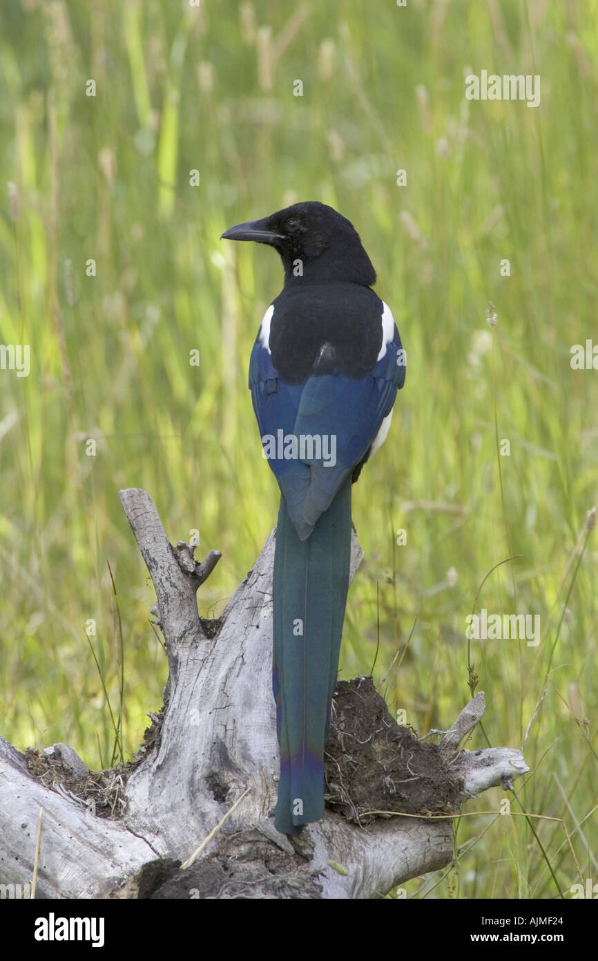 American magpie bird hi-res stock photography and images - Alamy