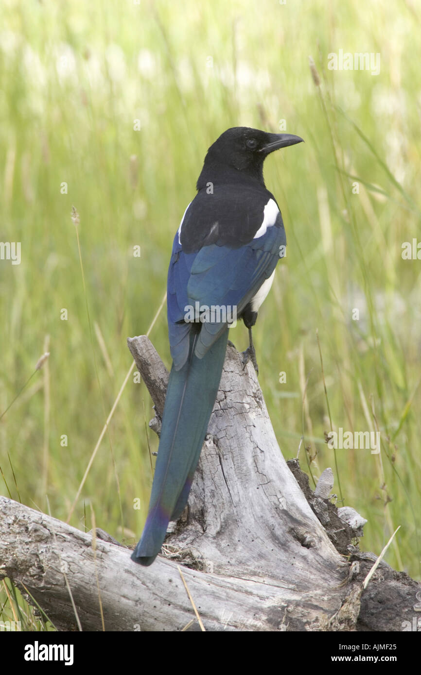American Magpie Black billed Magpie Pica hudsonia Stock Photo - Alamy