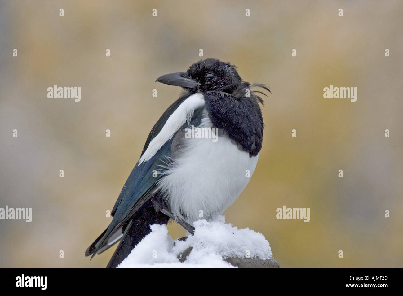 American Magpie Black billed Magpie Pica hudsonia Stock Photo - Alamy