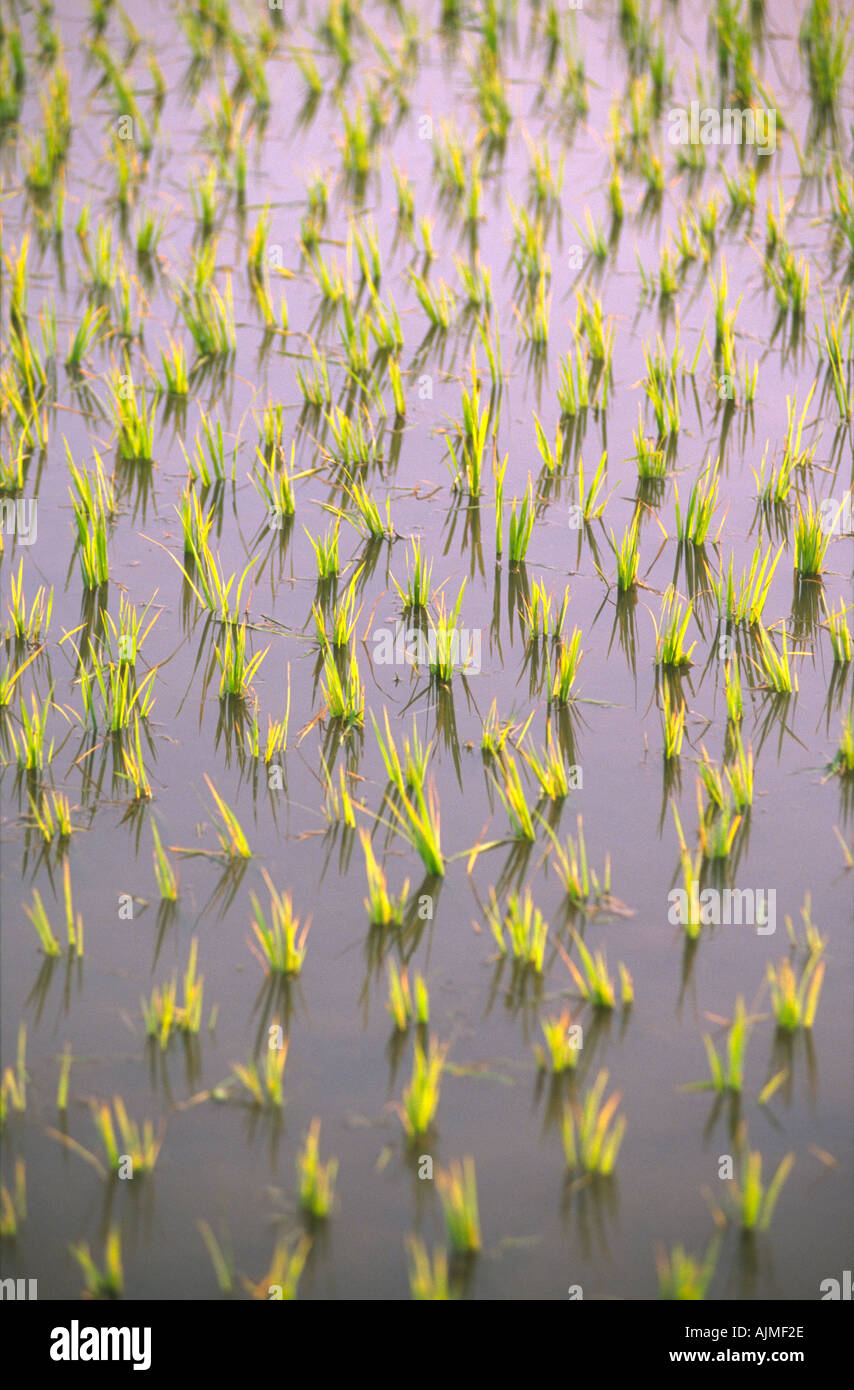 Newly planted rice field Vientiane province Laos Stock Photo - Alamy