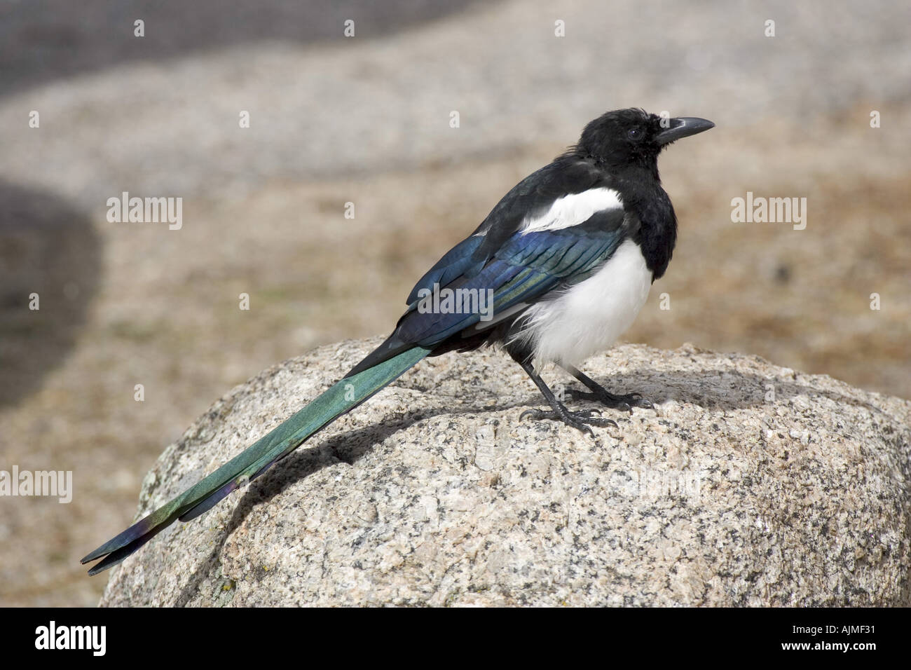 Common Magpie Bird Pica pica Black white Stock Photo - Alamy