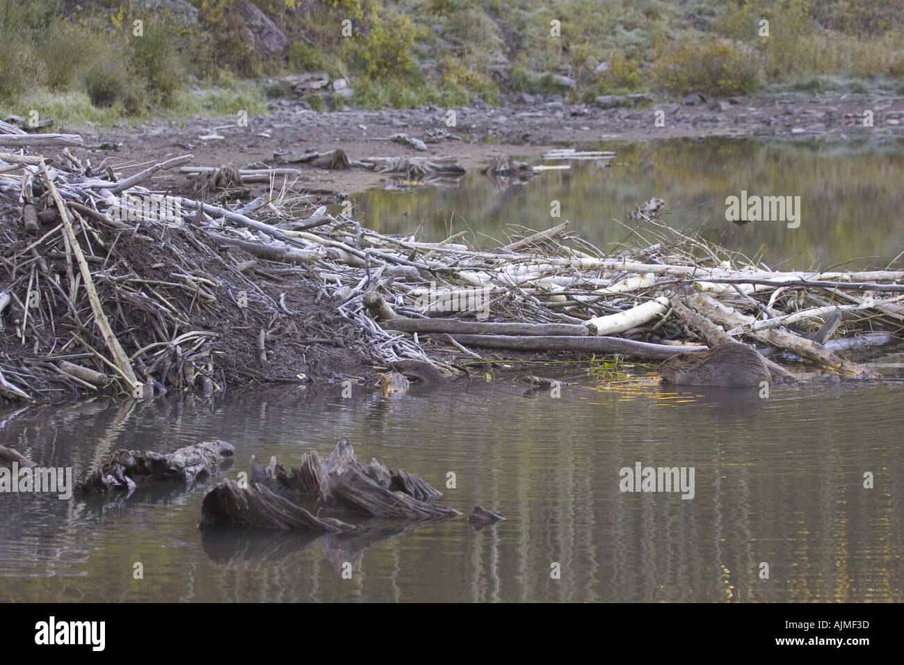 American Beaver with its lodge Castor canadensis Maroon Bell Lake ...