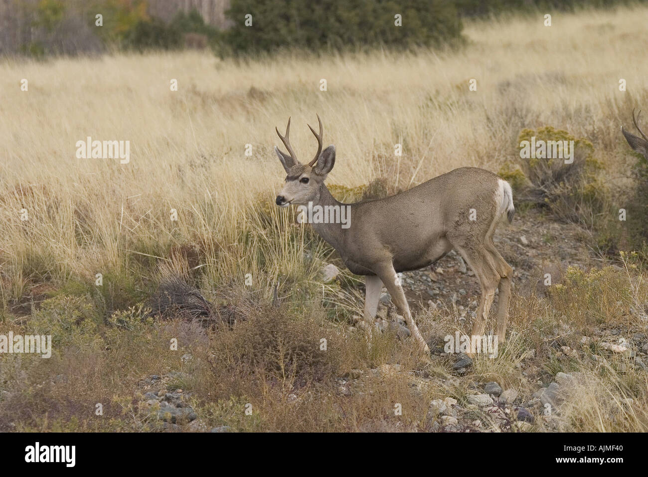 Mule Deer Odocoileus hemionus yearling Colorado Stock Photo - Alamy