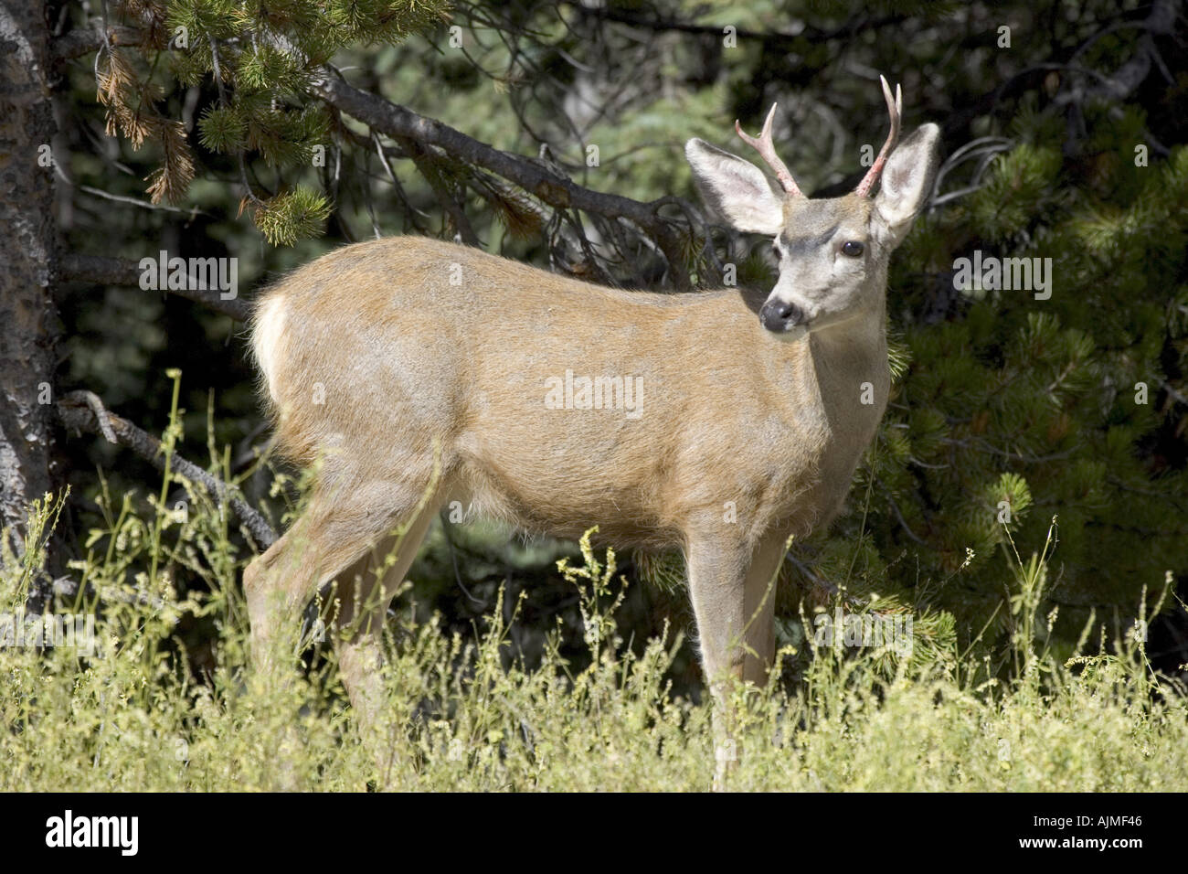 Mule Deer Odocoileus hemionus yearling buck young male colorado Stock ...