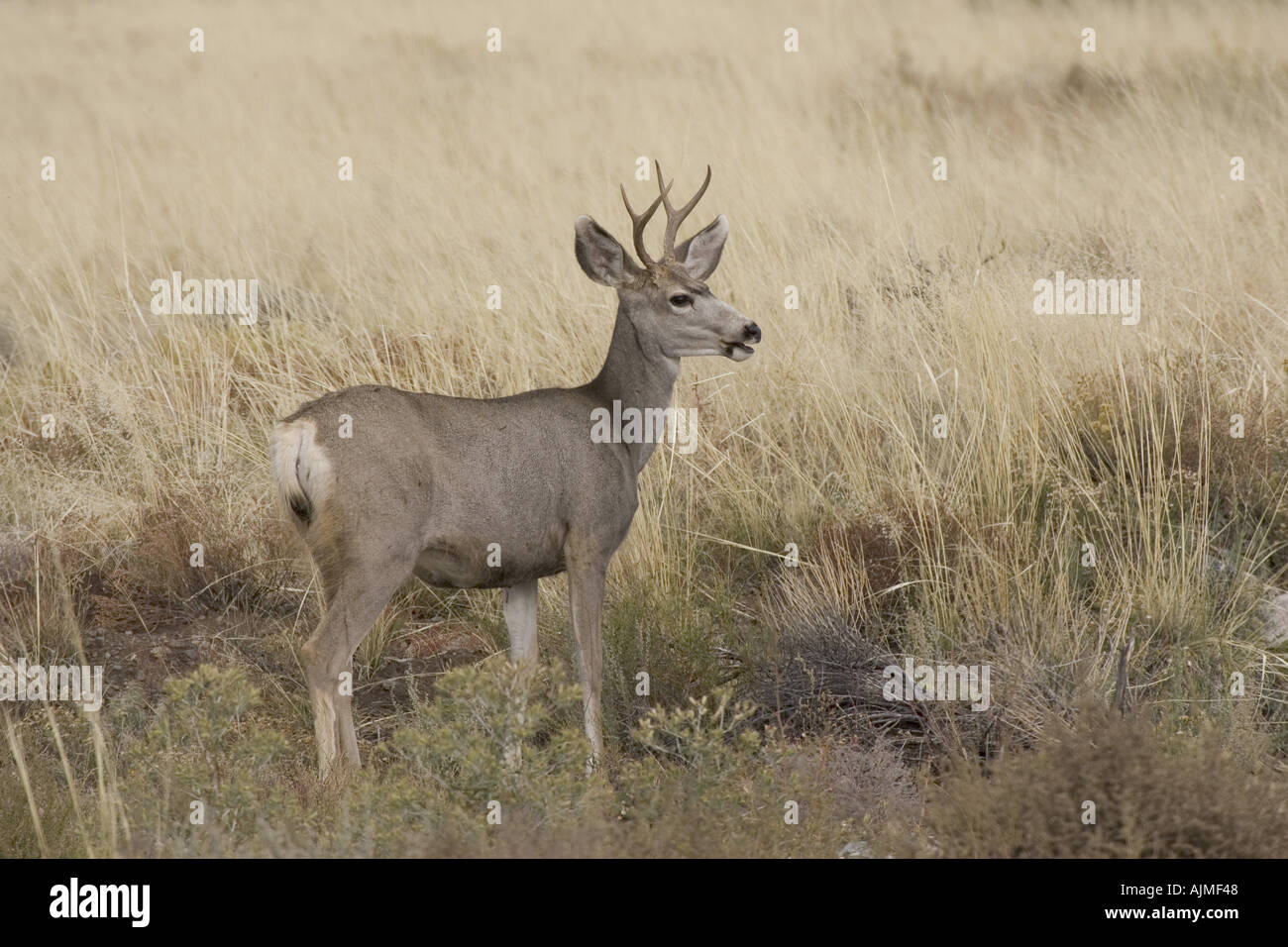Mule Deer Odocoileus hemionus yearling buck young male male Colorado ...