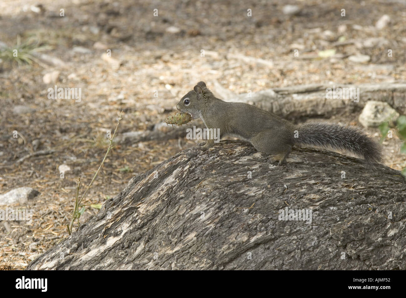 American Red Squirrel or Chickaree Tamiasciurus hudsonicus Feeding on ...