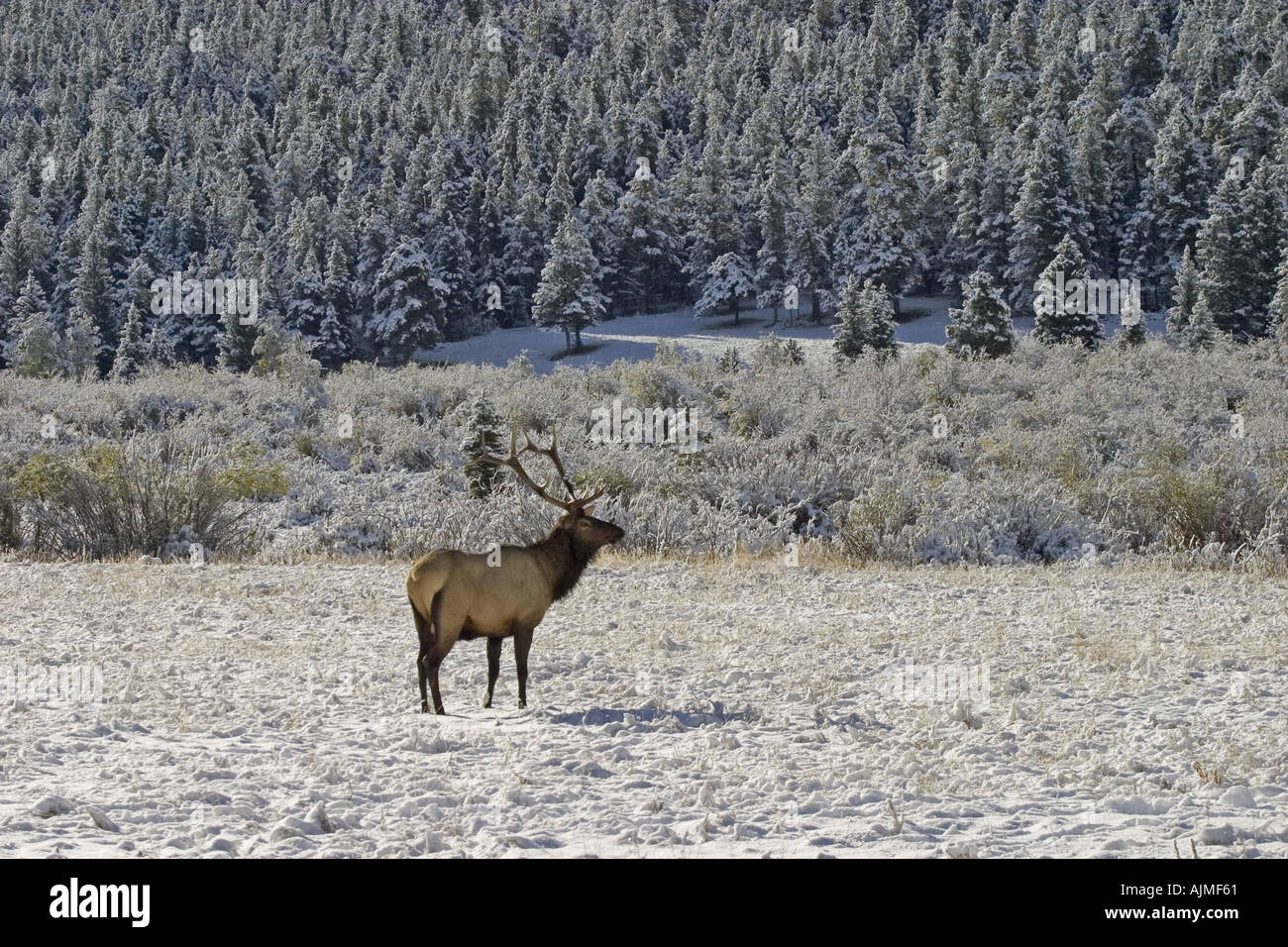 Elk Wapiti Rocky Mountain National PArk Cervus elephus Male stag frost ...