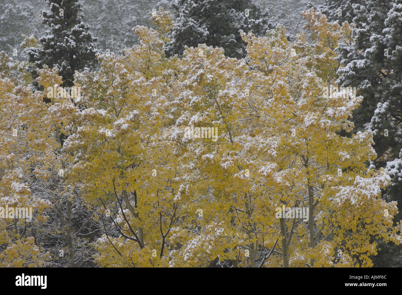 TREE ASPEN QUAKING Aspen POPULUS TREMULA fall colour covered in snow ...