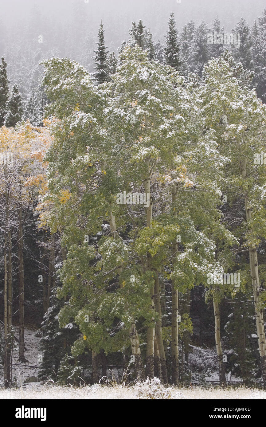 TREE ASPEN QUAKING POPULUS TREMULA covered with snow winter Fall Autumn ...