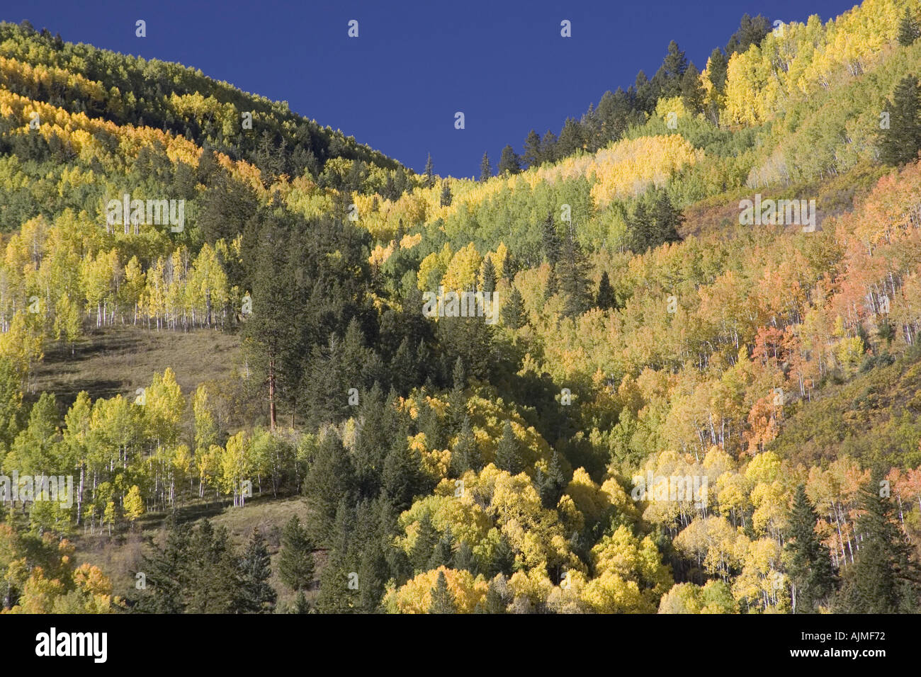 Aspen Trees Coniferous and Deciduous trees POPULUS TREMULA Autumn fall ...