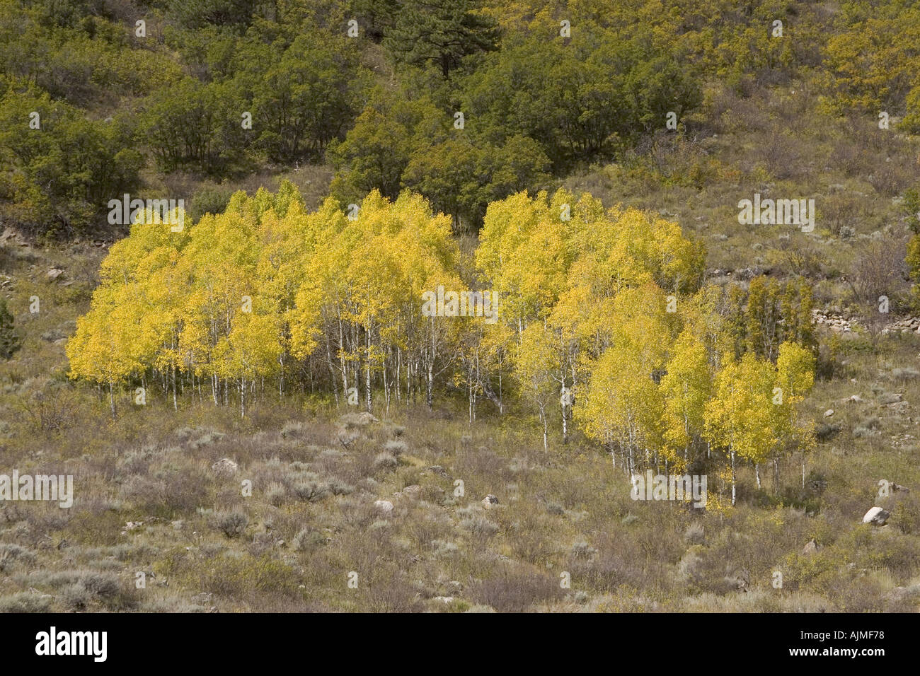 Golden yellow colour of aspen trees Populus tremula Stock Photo - Alamy