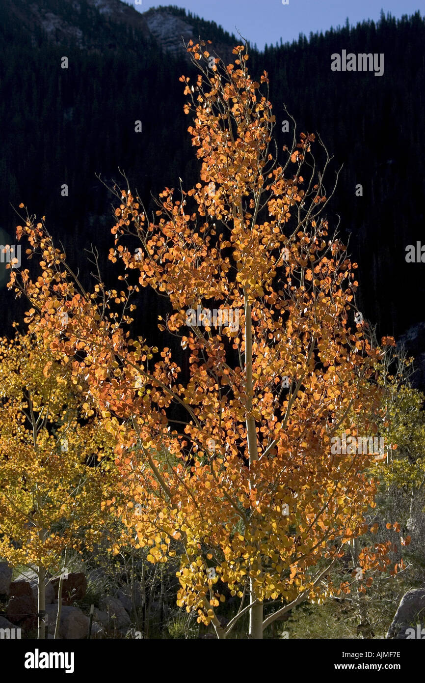 TREE ASPEN QUAKING POPULUS TREMULA Autumn Fall colour Stock Photo - Alamy