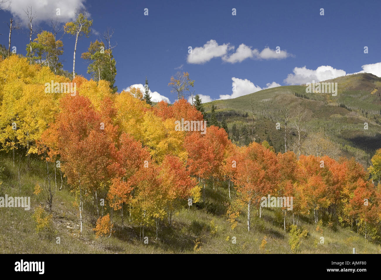 Golden yellow colour of aspen trees Populus tremula San Juan Mountain ...