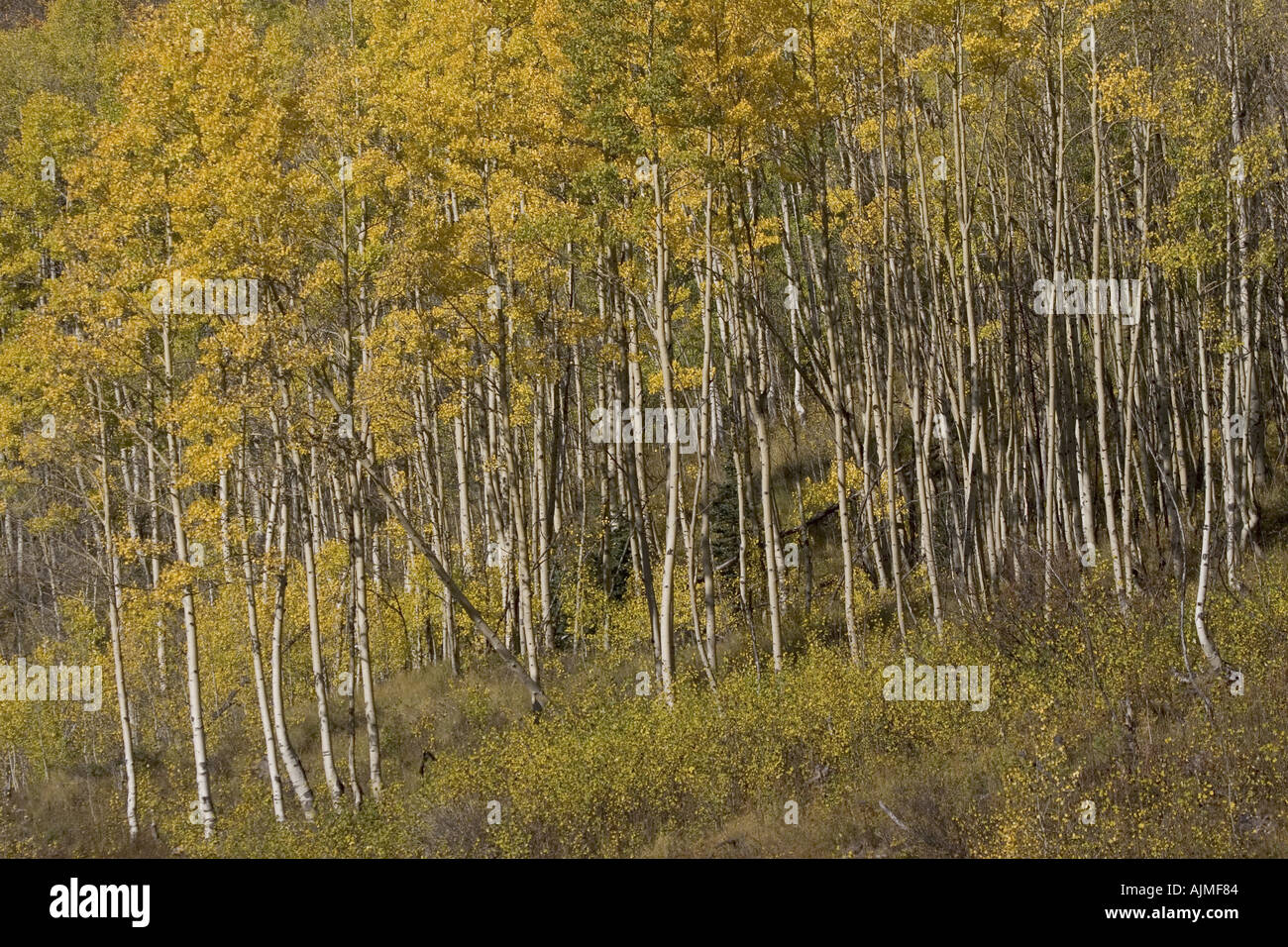 TREE ASPEN QUAKING POPULUS TREMULA Autumn Fall Colour yellow Stock ...