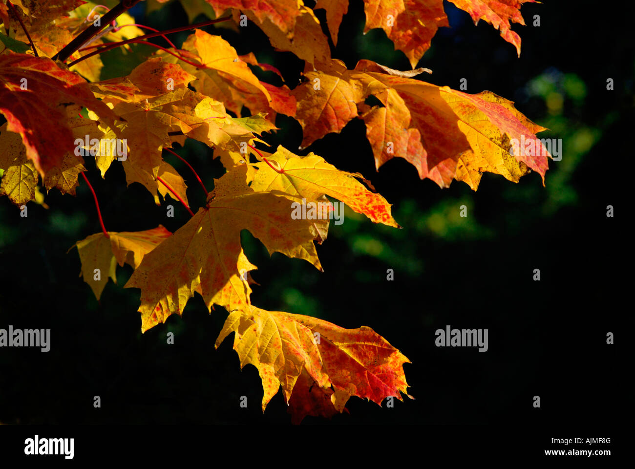 autumn sycamore leaves on the tree Stock Photo - Alamy