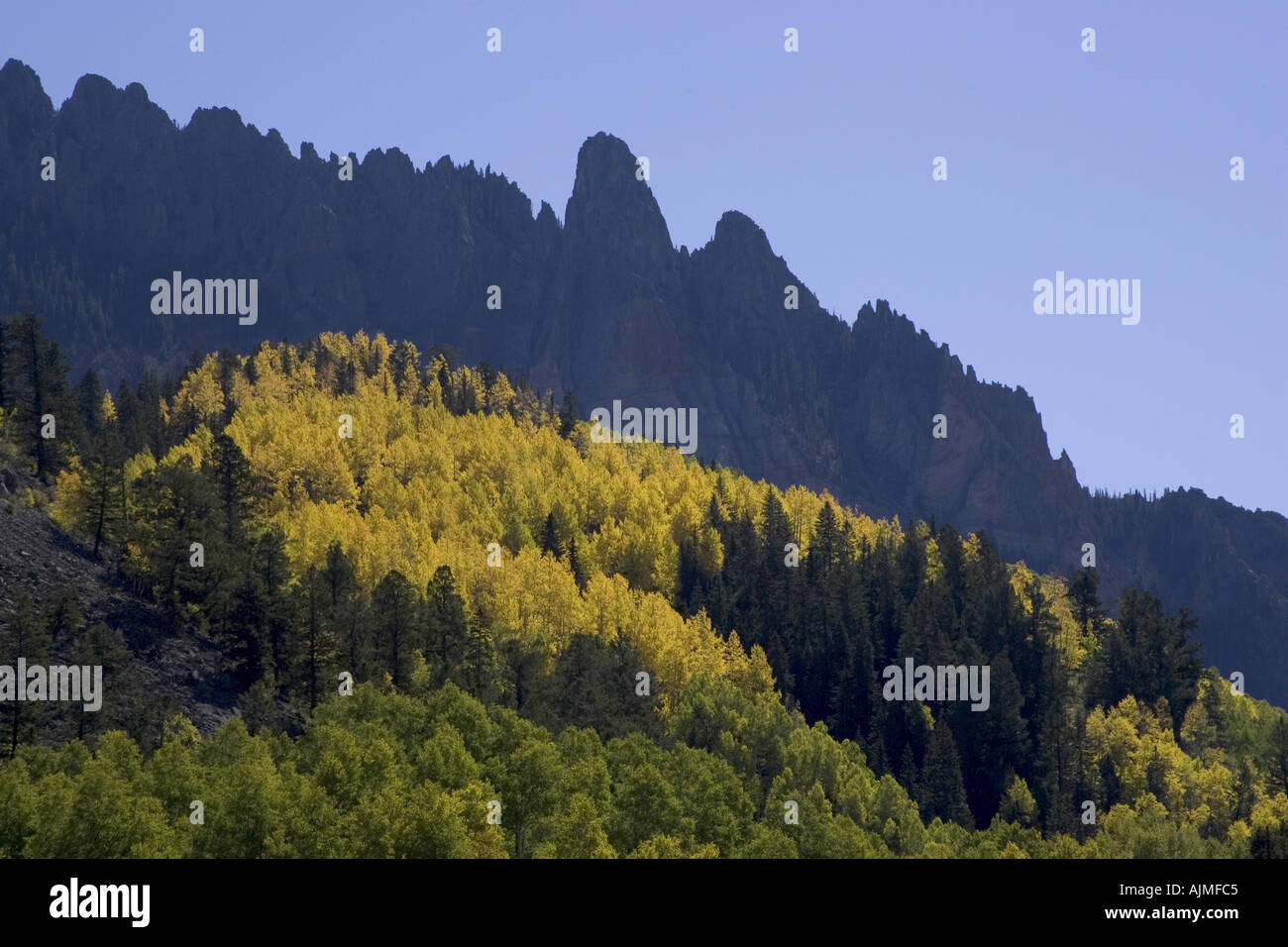 Coniferous and deciduous trees San Juan Mountain range Colorado Stock ...