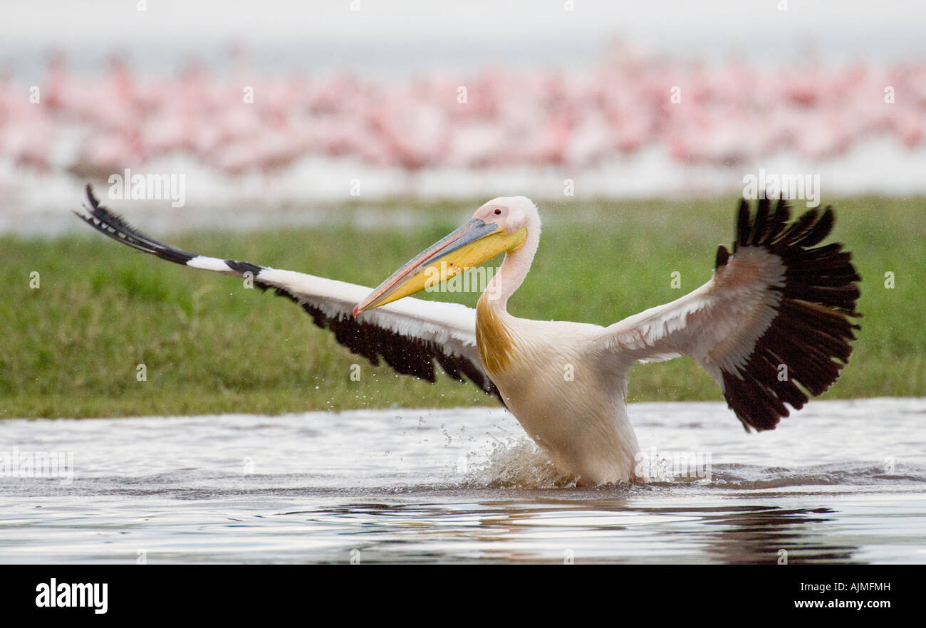 Great White Pelican takes flight at Lake Nakuru, Kenya Stock Photo - Alamy