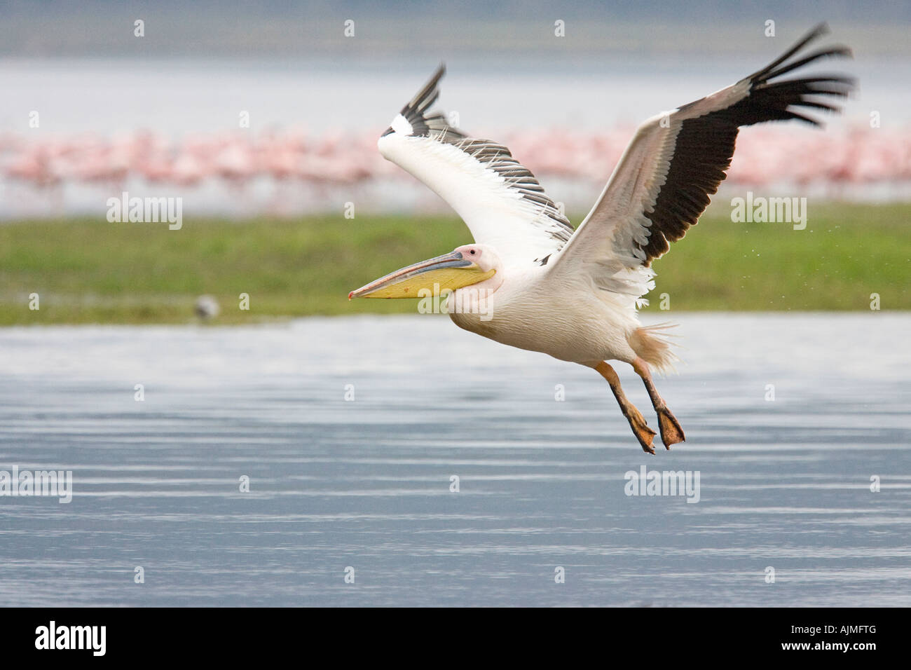 Great White Pelican takes flight at Lake Nakuru, Kenya Stock Photo - Alamy
