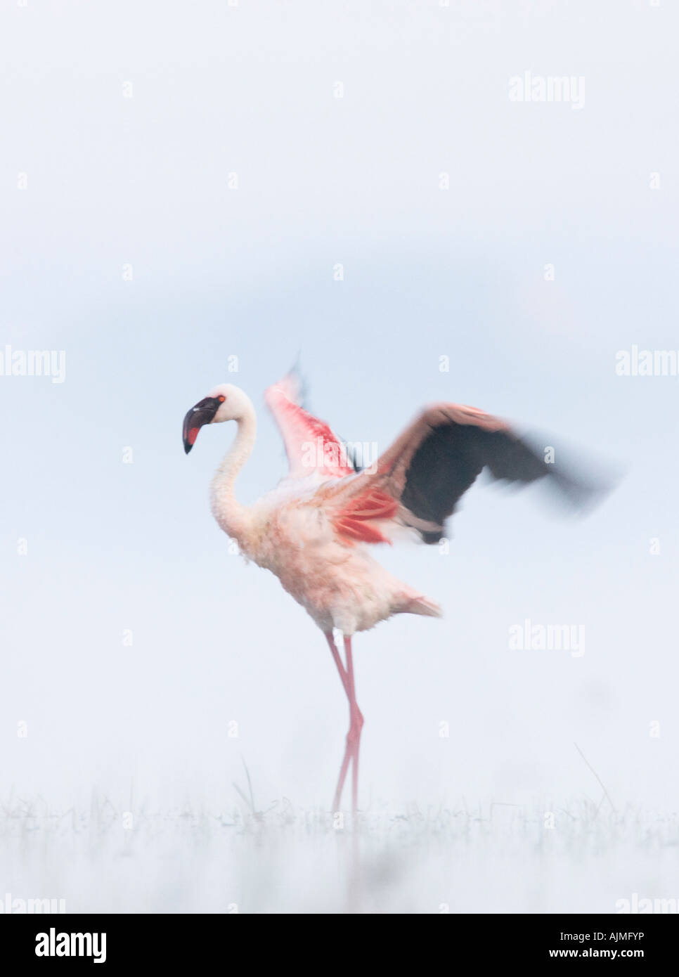 Lesser flamingo at Lake Nakuru, Kenya Stock Photo - Alamy