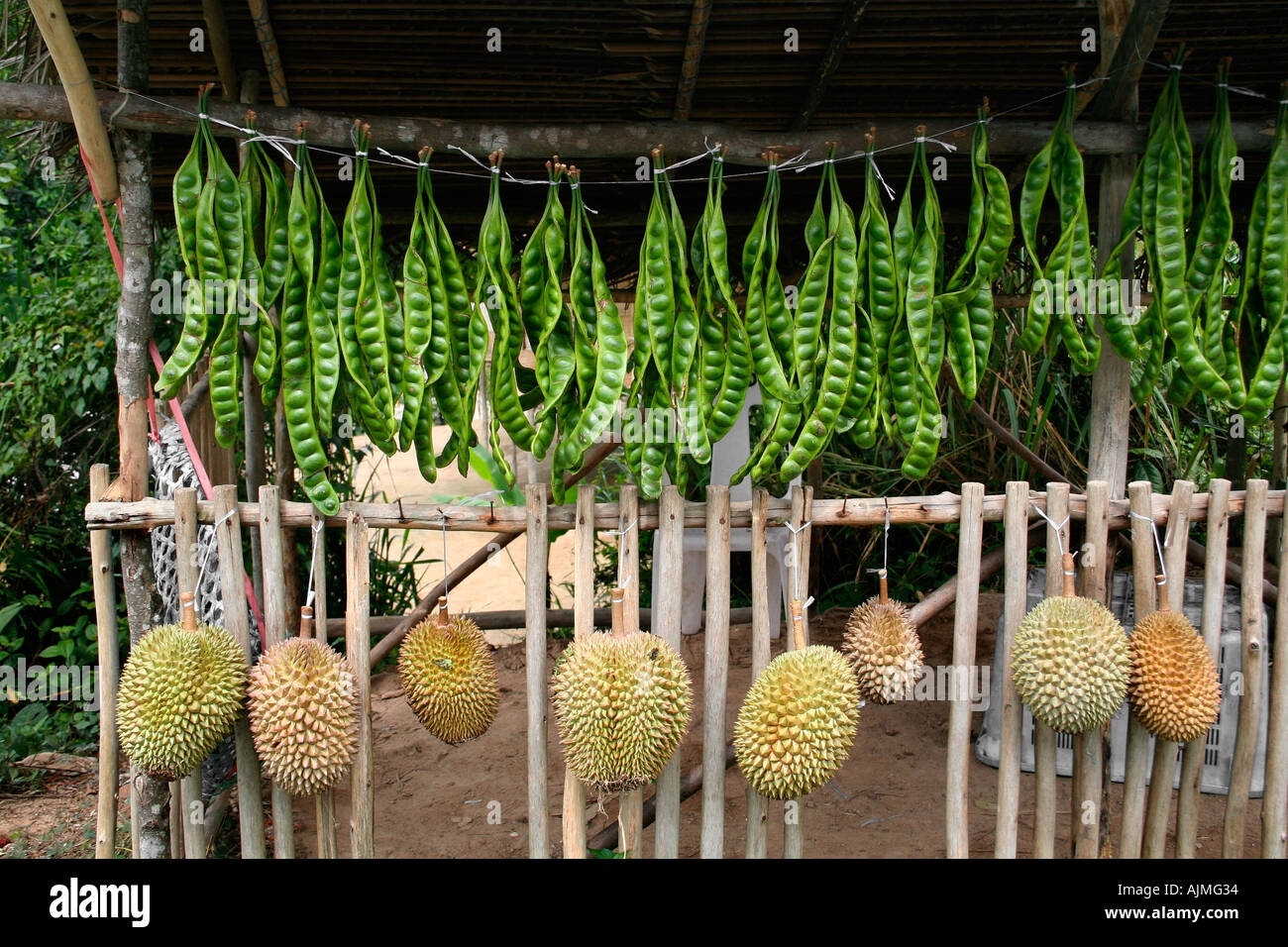 Durians petai seed pods for sale Orang Asli settlement Malaysia Stock ...
