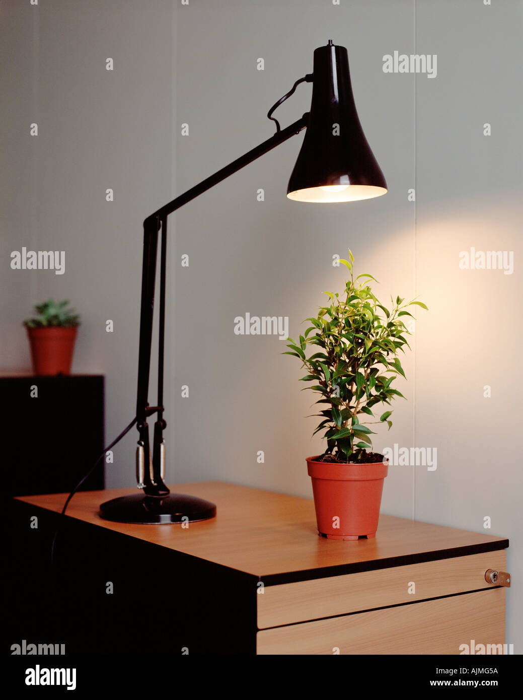 Plant and desk lamp in office Stock Photo - Alamy
