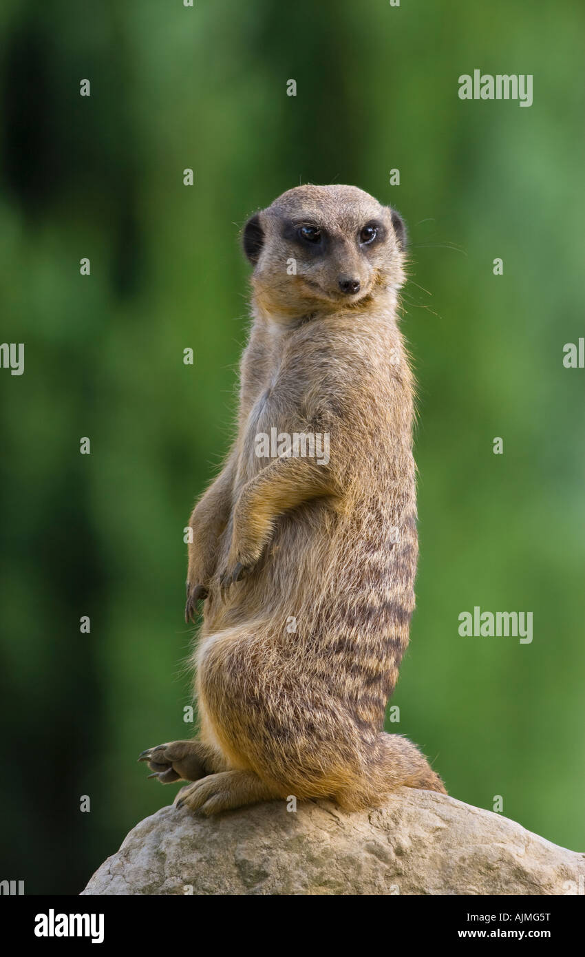 Suricats hi-res stock photography and images - Alamy