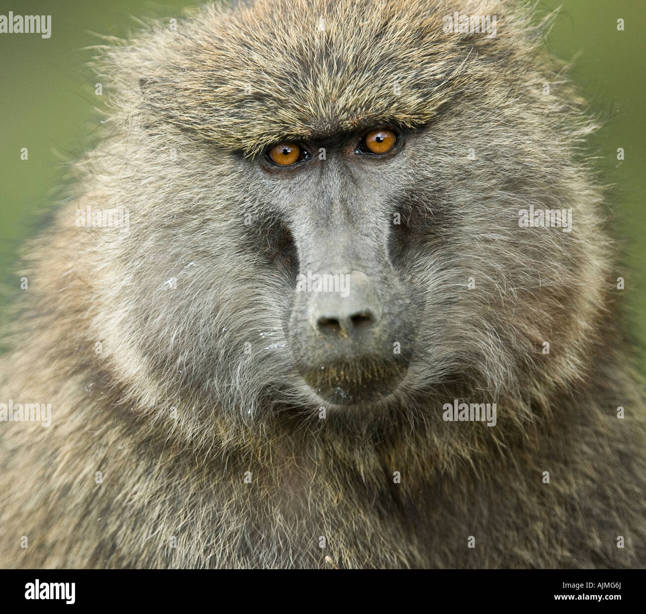 Baboon portrait, Baboon Cliffs, Lake Nakuru, Kenya Stock Photo - Alamy