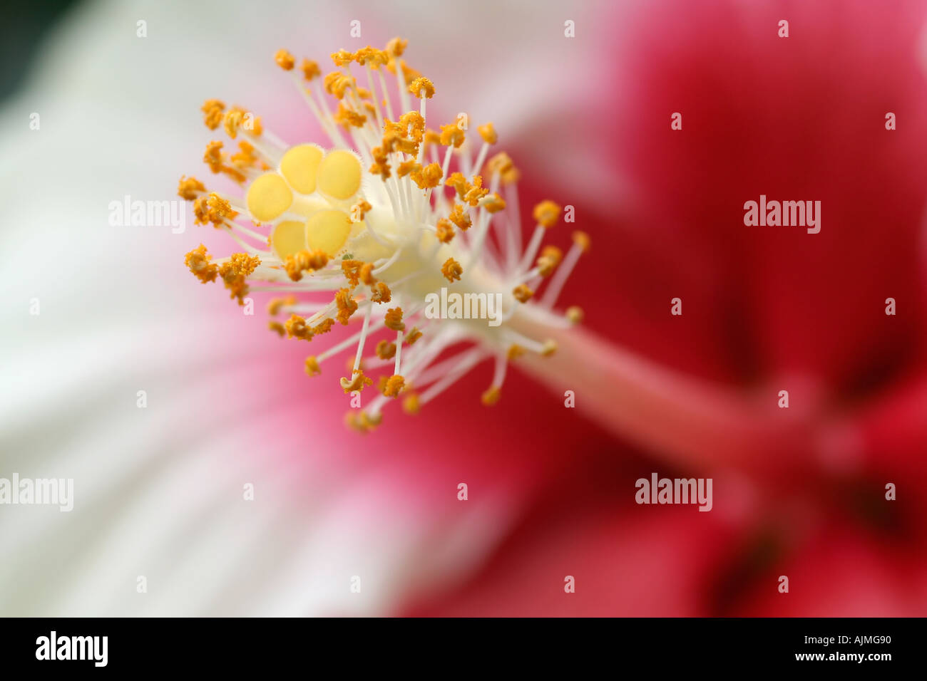 Hibiscus flower detail Stock Photo - Alamy