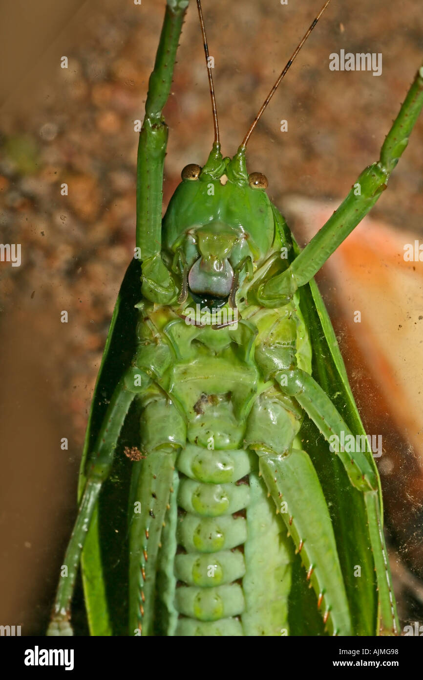Tropical insect grasshopper Malaysia Stock Photo - Alamy