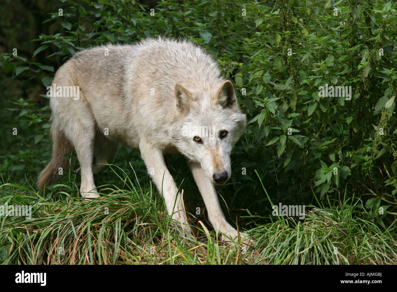 White Timber Wolf Stock Photo - Alamy